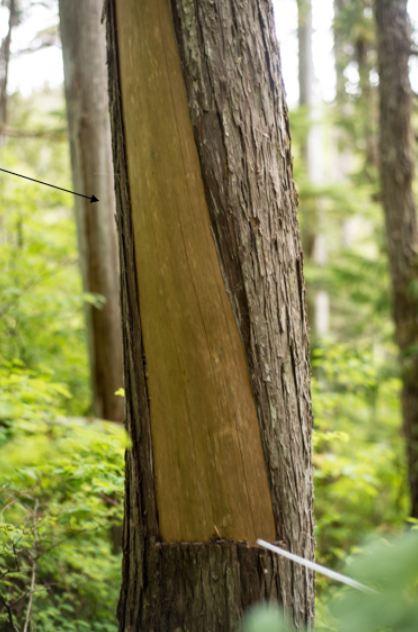 Basics Dendrochronology and Cedar – Summer Blog
