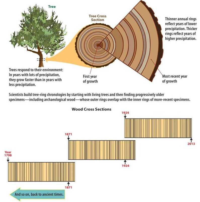 Basics Dendrochronology and Cedar – Summer Blog